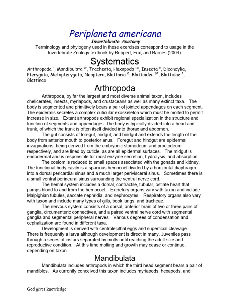 Cockroach | Download Free PDF | Arthropods | Insects