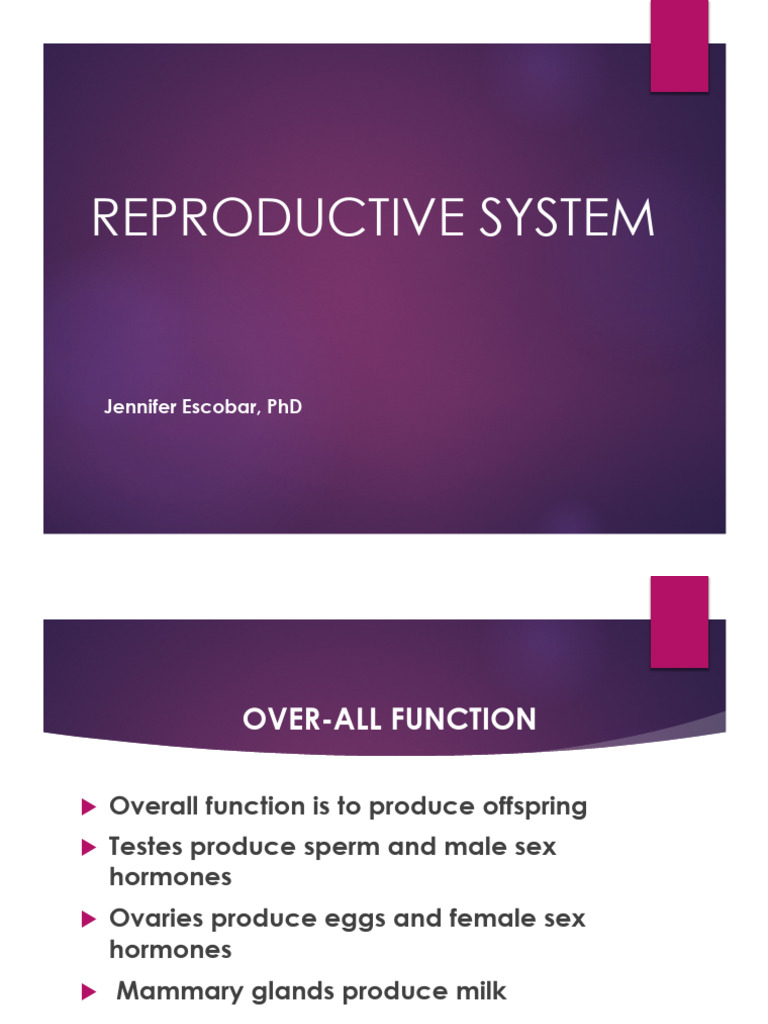 Inbound 2295978861529027770 | PDF | Reproductive System | Puberty