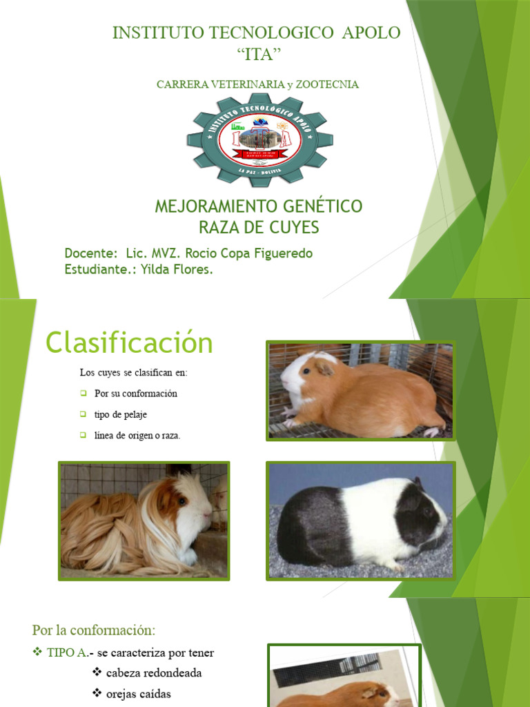 Mejoramiento Genético en Cuyes: Razas y Parámetros | PDF | Animales y ...