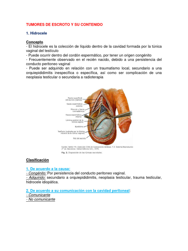 Tumores y condiciones del escroto | PDF | Medicina | Enfermedades y ...