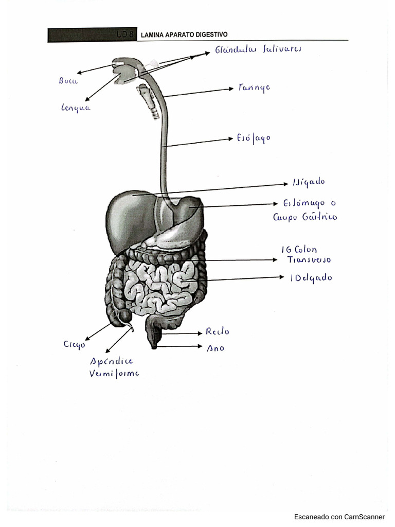 Tarea Ap. Digestivo Todo Junto | PDF