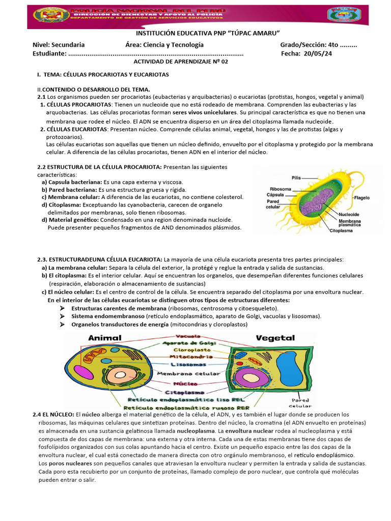 Modelo de Ficha de Trabajo 02 4to 2024 | PDF | Nucleo celular ...