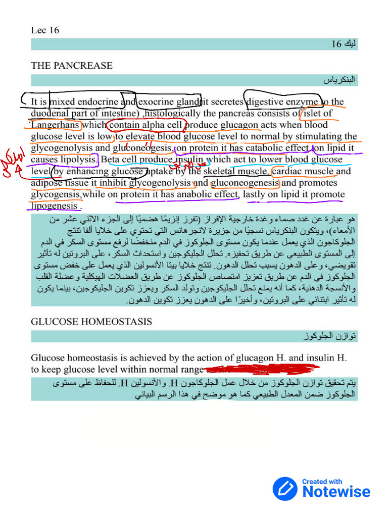 LEC 16 The Pancreas - Ar PDF | PDF