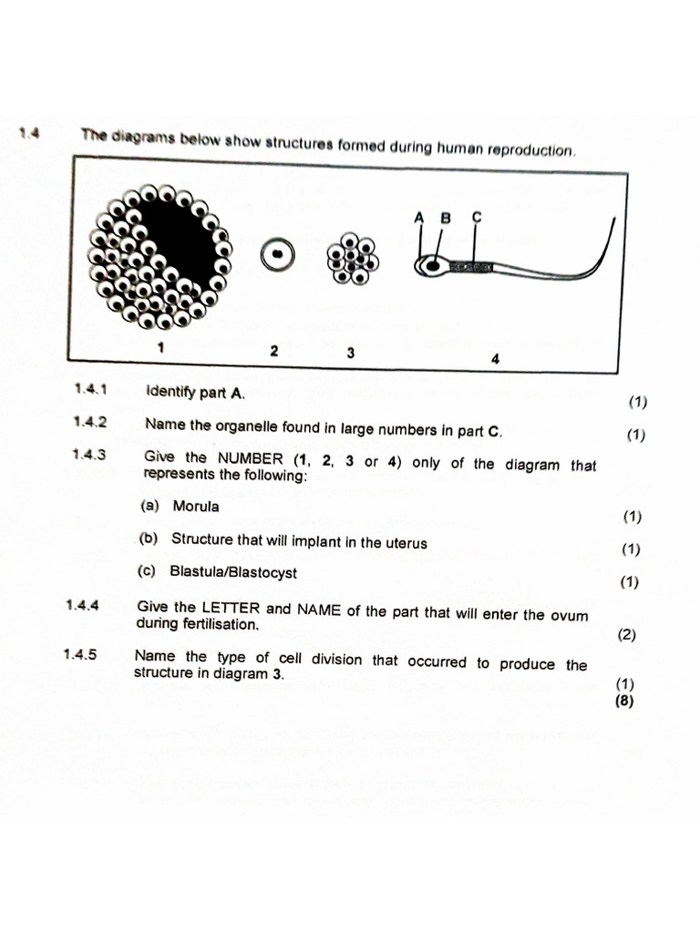 Human Reproduction Exam Questions 2020 | PDF
