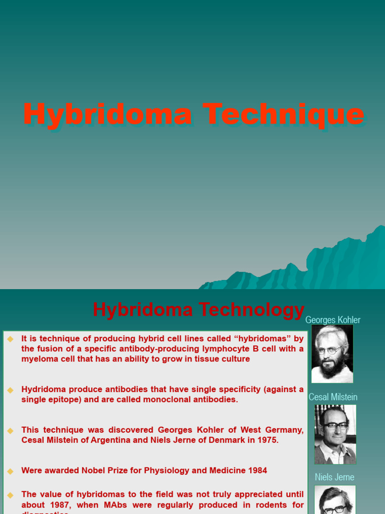 Hybridoma Technique 27-4-2021 | Download Free PDF | Antibody ...