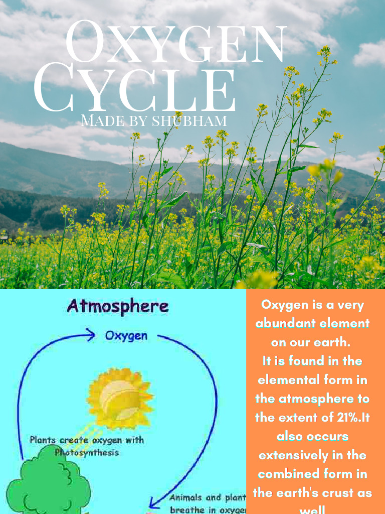 The Oxygen Cycle by Shubham - 20240522 - 205222 - 0000 | PDF