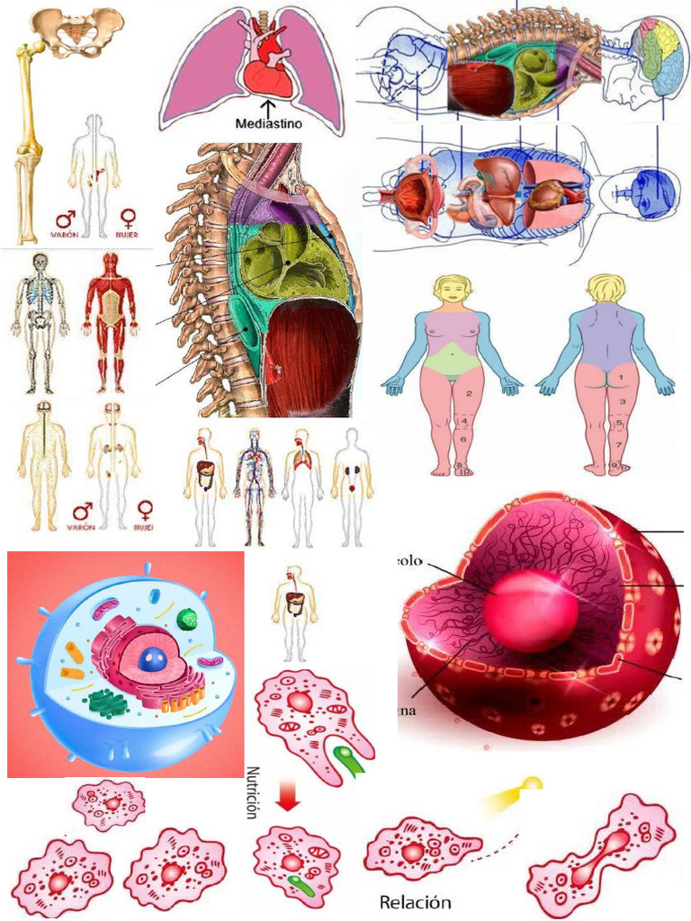 Anatomia 2 | PDF