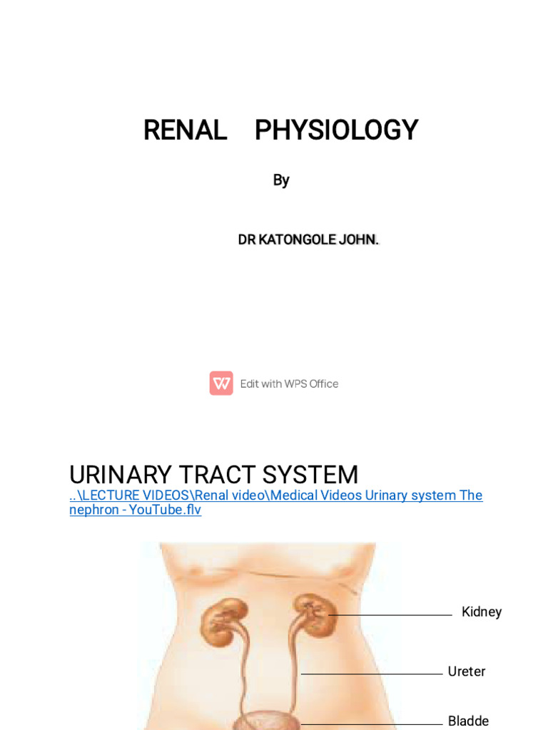 Renal Physiology | PDF | Kidney | Urination