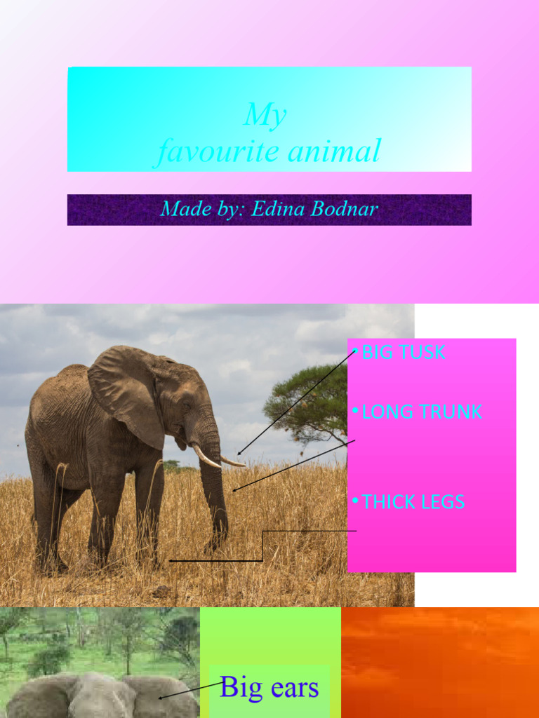 Edina's Favorite Animal: The Elephant | PDF