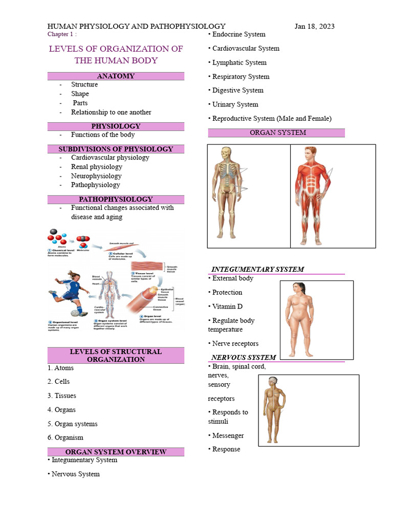 Document 4 | PDF | Human Body | Homeostasis