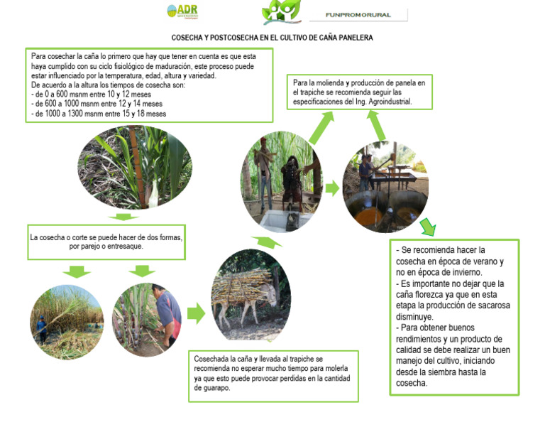 Cosecha y Postcosecha de Caña Panelera | PDF | Cosecha | Agricultura