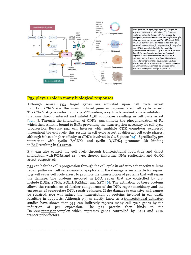 pesquisa | PDF | P53 | Cell Cycle