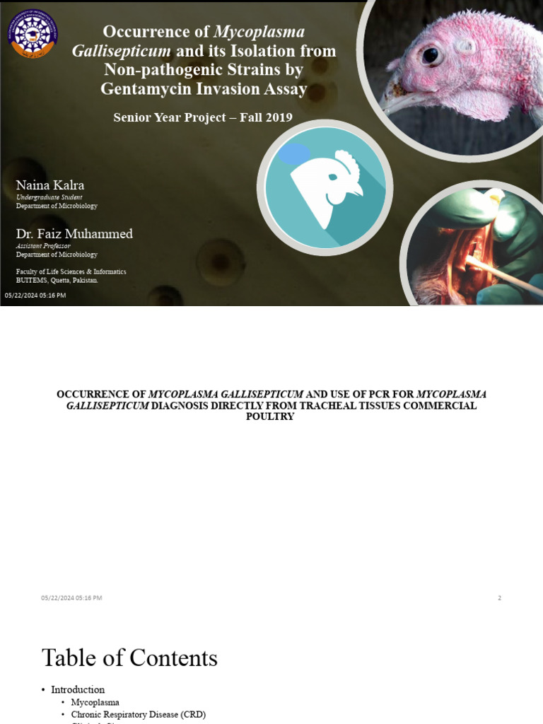 Isolation of Mycoplasma Gallisepticum From Non-Pathogenic Strains by ...