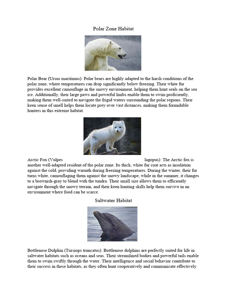 Habitat Animals | PDF | Predation | Polar Bear