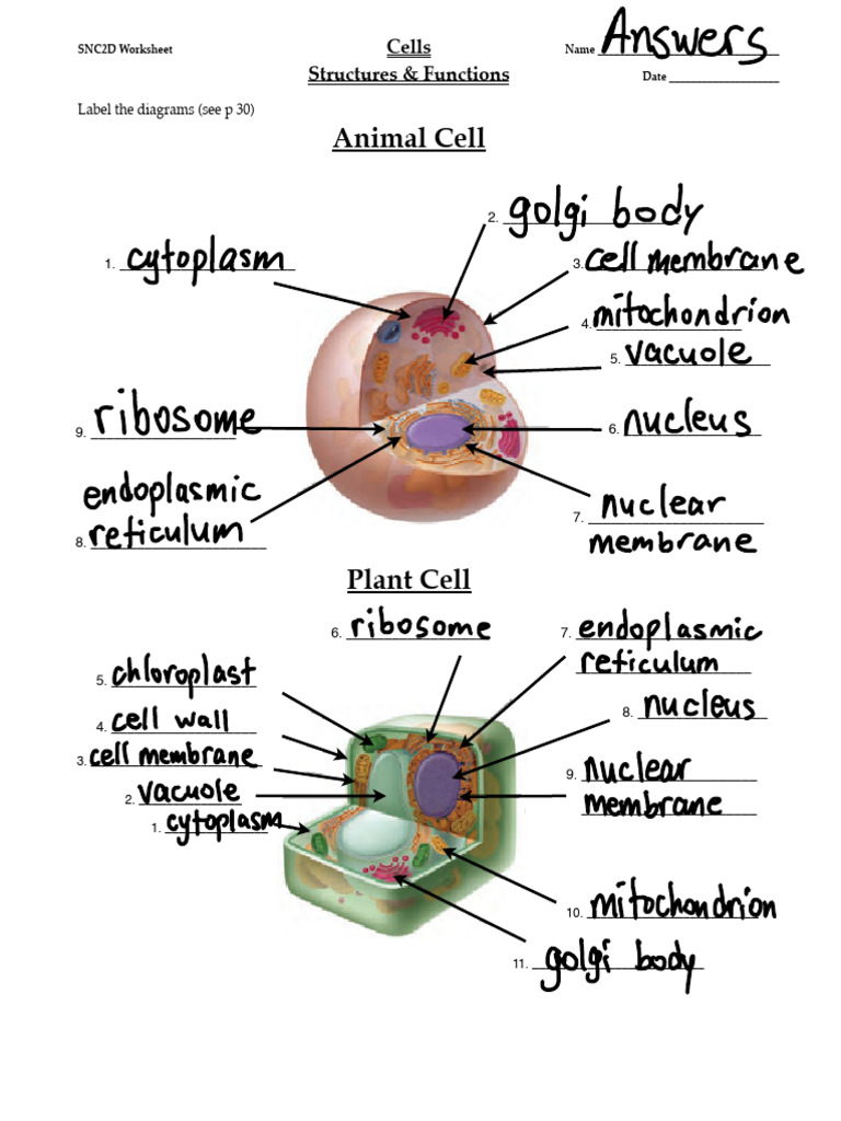 Cell Structure Worksheets 50 Cells And Their Organelles Worksheet