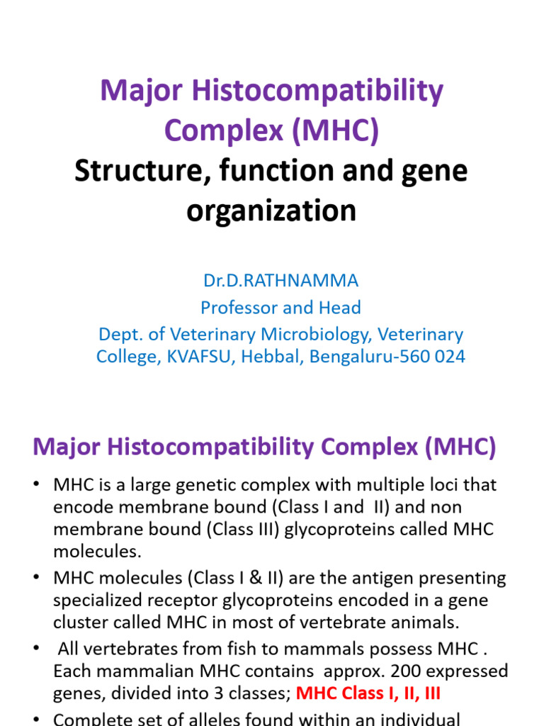 Immunology 7 | PDF | Major Histocompatibility Complex | Mhc Class I