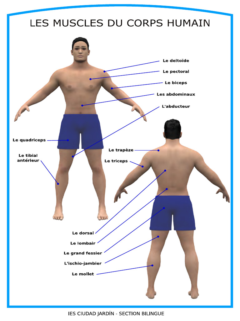 3 Les Muscles Du Corps Humain - Web | PDF