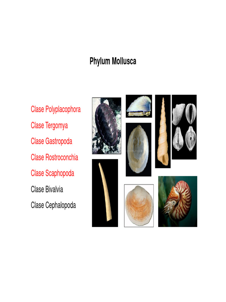 Clases del Phylum Mollusca | PDF | Bivalvia