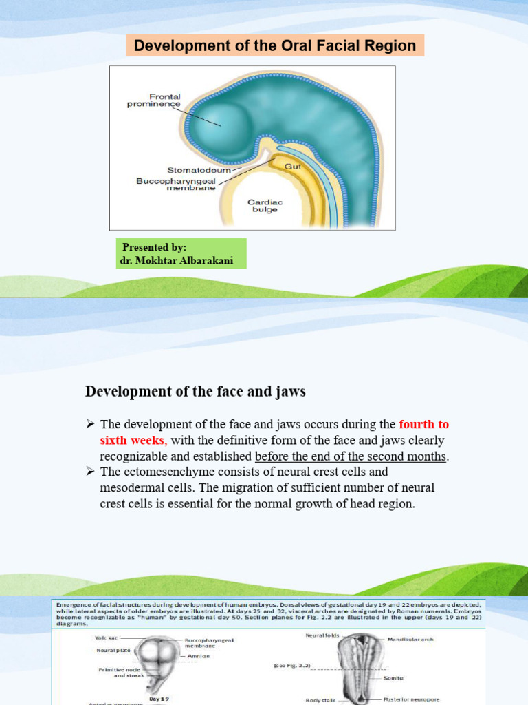 Development of The Oral Facial Region | PDF | Human Head And Neck ...