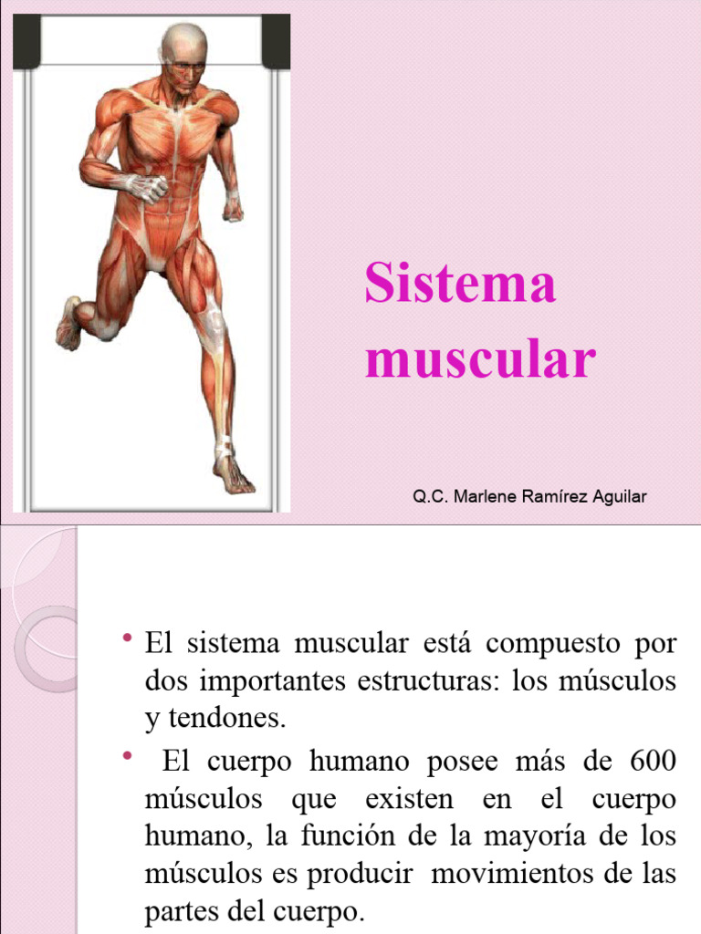 3 Sistema Muscular | PDF | Músculo | Tejido conectivo