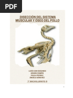 Principales Partes Del Gallo | PDF | Estudios de idiomas extranjeros