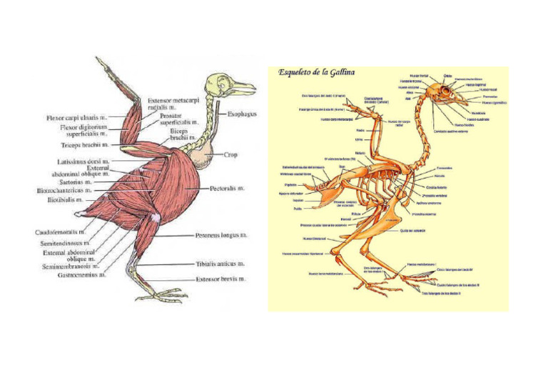 Musculos y Huesos Pollo | PDF