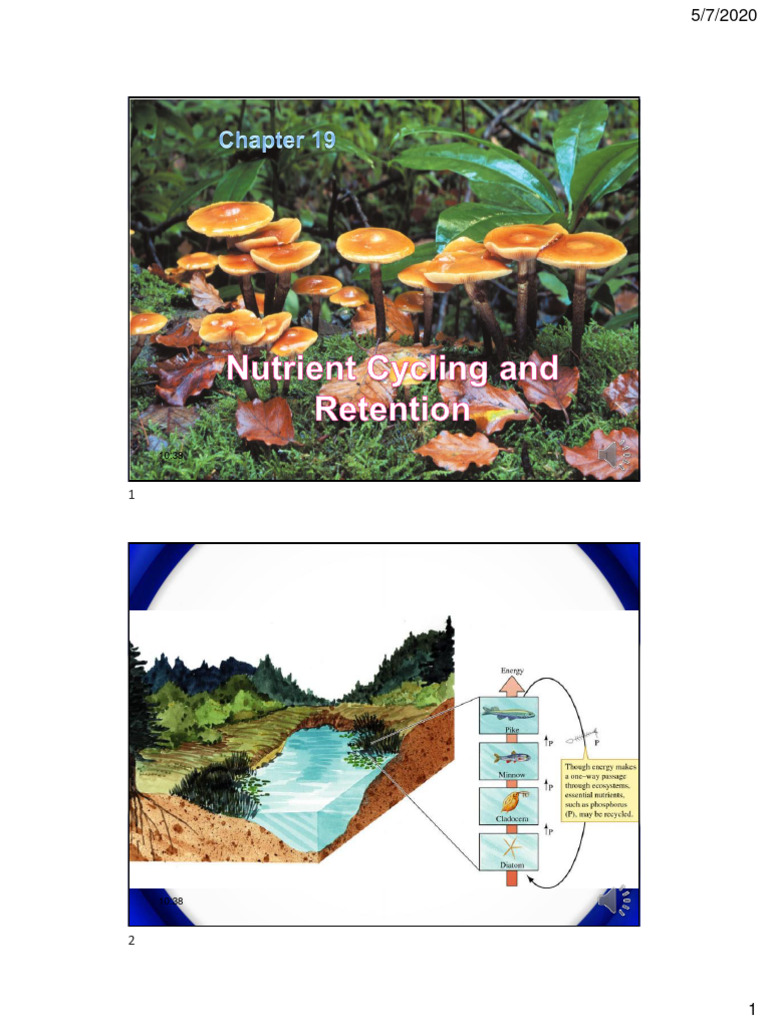 19_Nutrient CyclingShort | PDF | Ecosystem | Primary Production