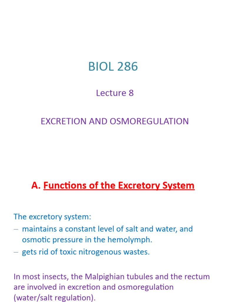 BIOL 286 Lecture 8 EXCRETION With Annotations | PDF | Excretion | Biology