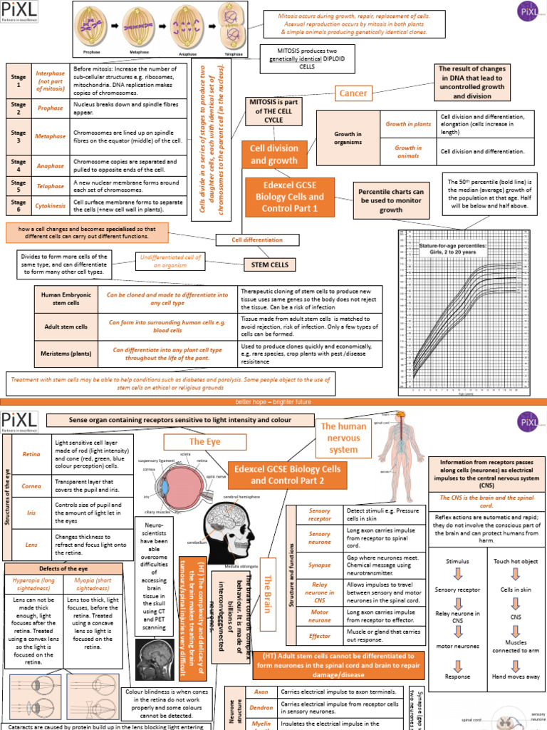 Cells and Control Part 1 Pixl Revision | PDF | Mitosis | Neuron