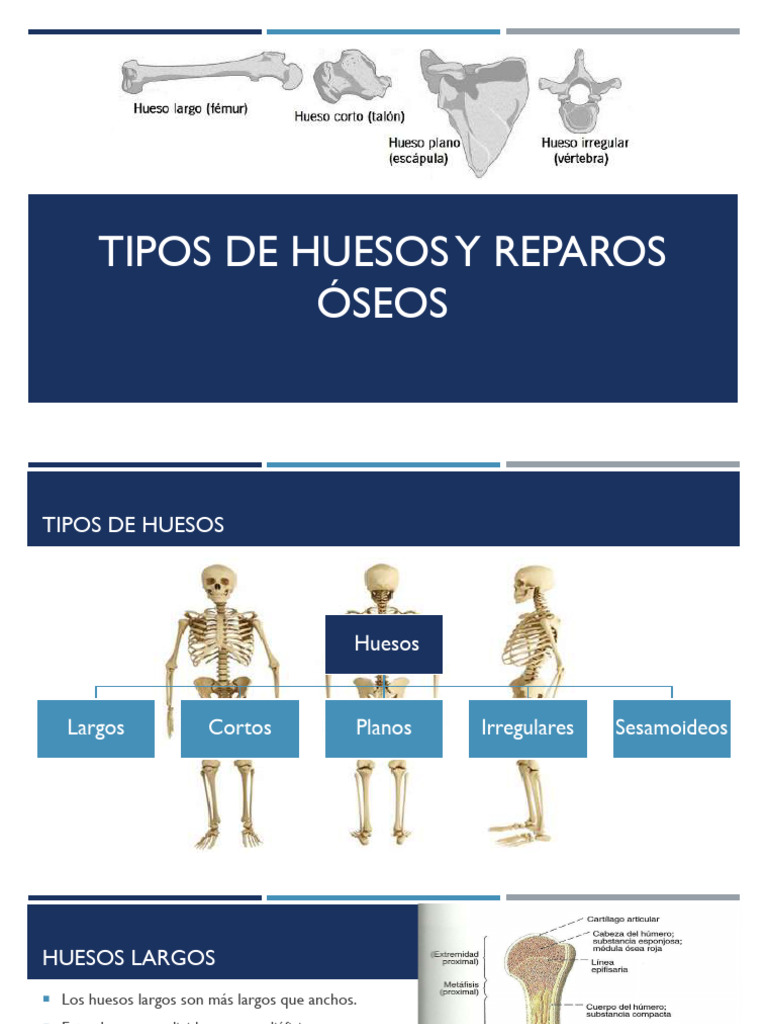 Tipos de Huesos y Reparos Óseos | Descargar gratis PDF | Hueso | Anatomía