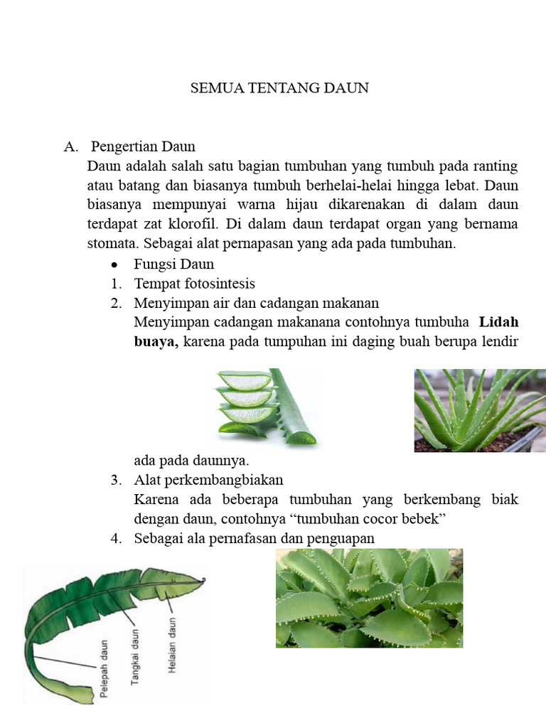 Semua Tentang Daun: Fungsi dan Jenisnya | PDF | Seni & Disiplin Bahasa ...