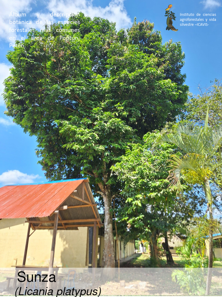 Características del Árbol Sunza (Licania) | PDF | Plantas comestibles ...