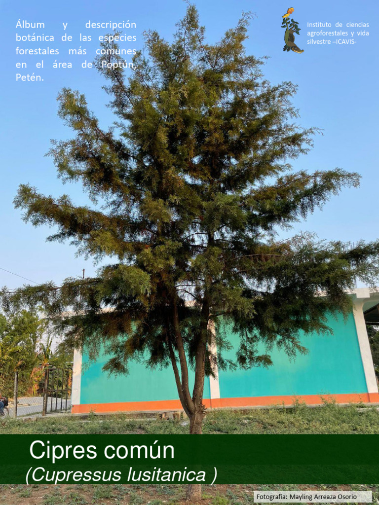 Características del Ciprés Común | PDF | Plantas | Botánica