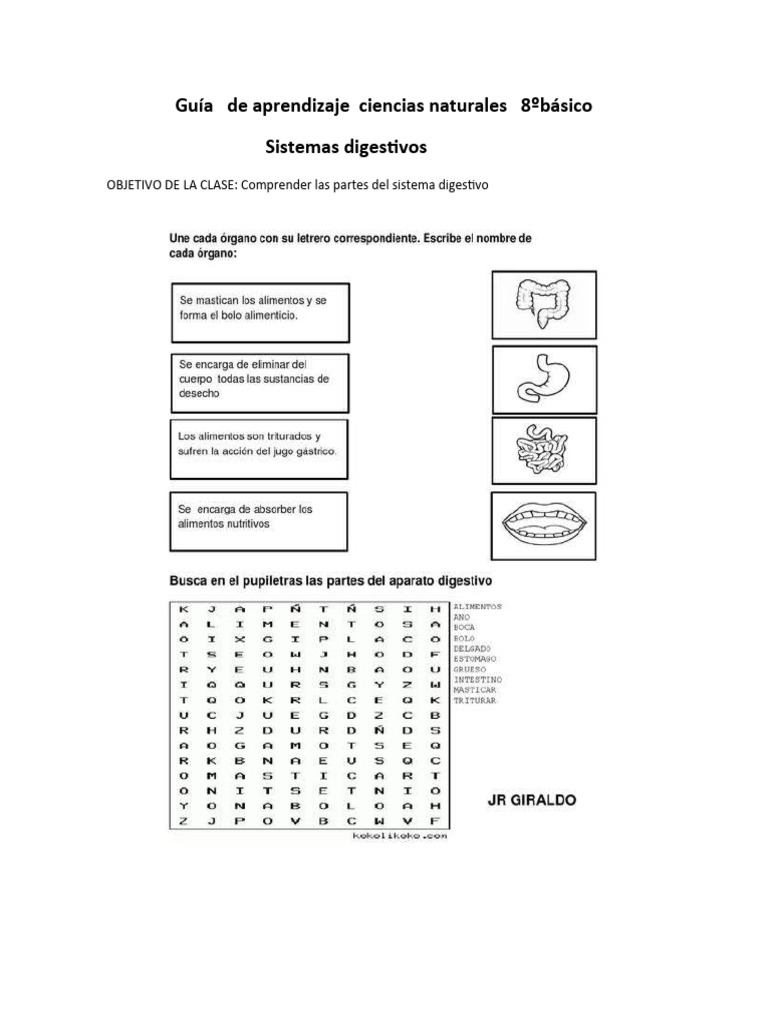 Sistema Digestivo: Guía para 8º Básico | PDF