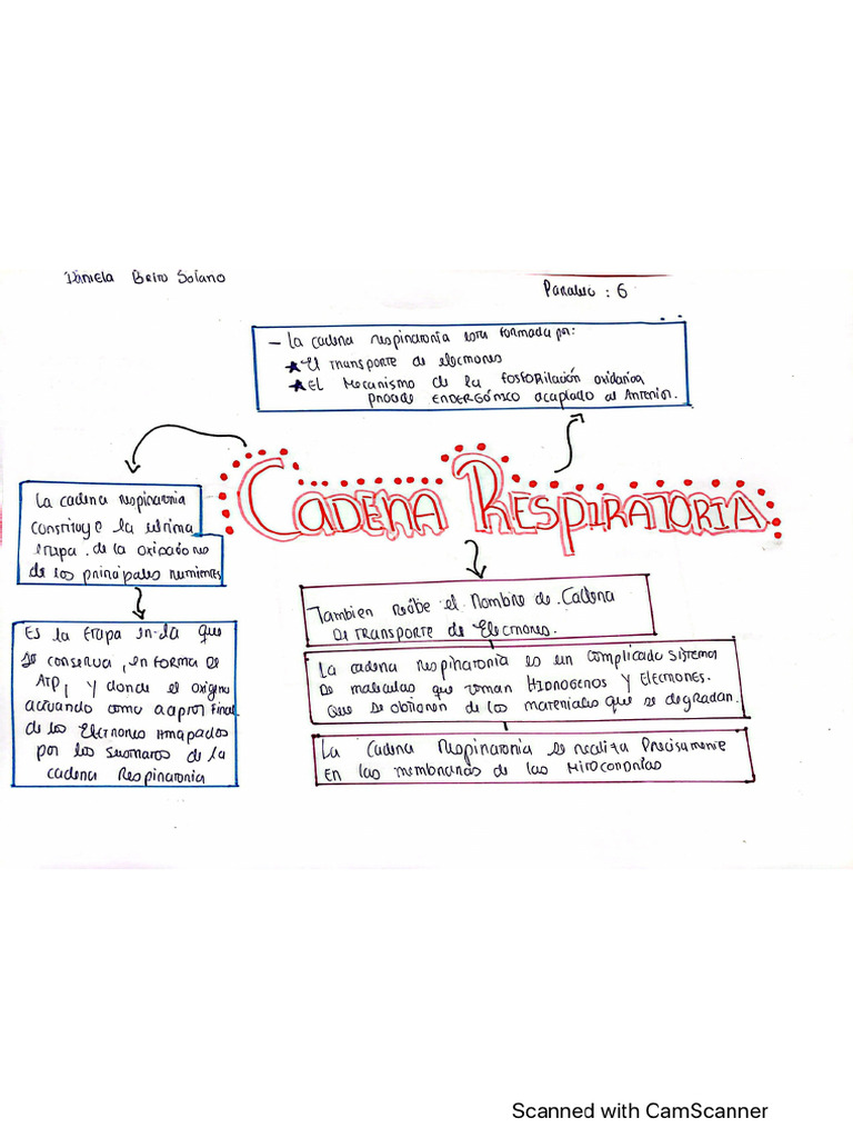Mapa Conceptual Cadena Respiratoria Dani | PDF