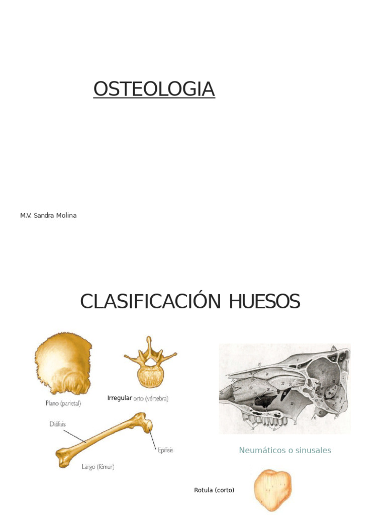 Clasificación y Estructura Ósea en Osteología | PDF | Ciencias sociales