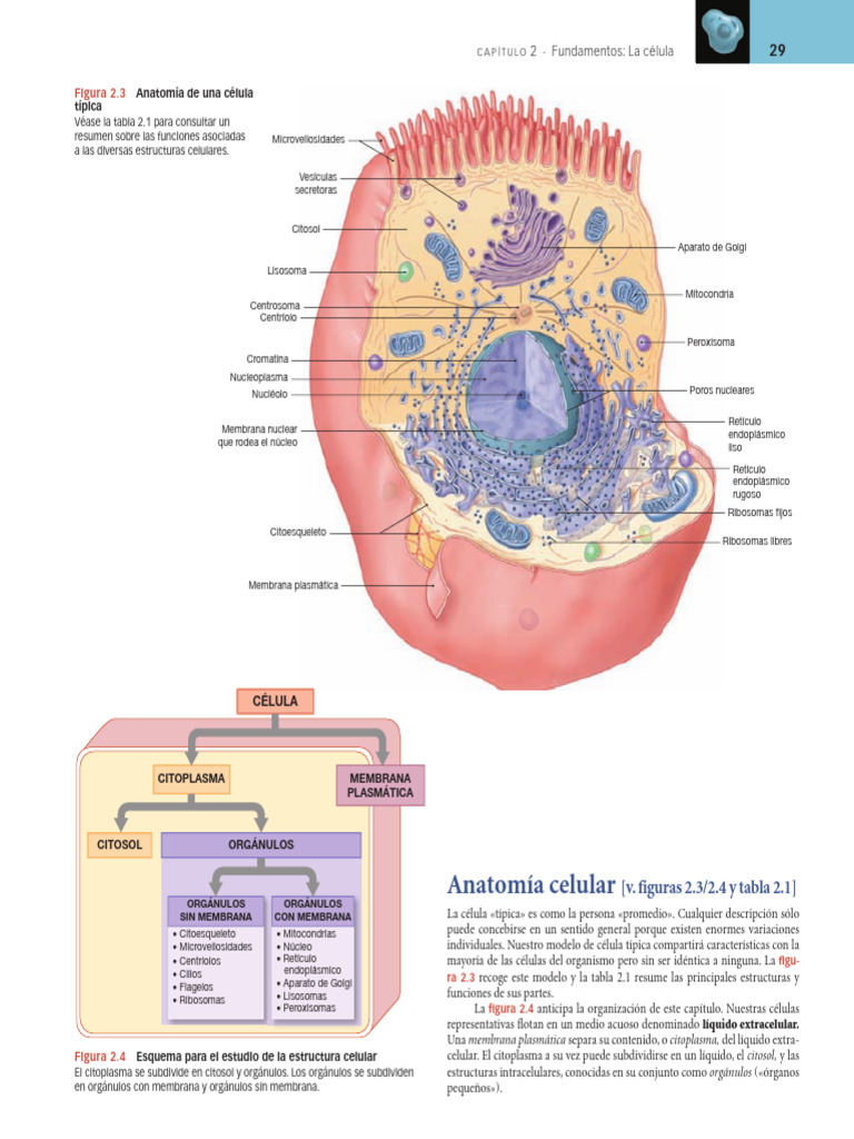 Resumen de la Celula en esquemas | PDF | Membrana celular | Citoplasma
