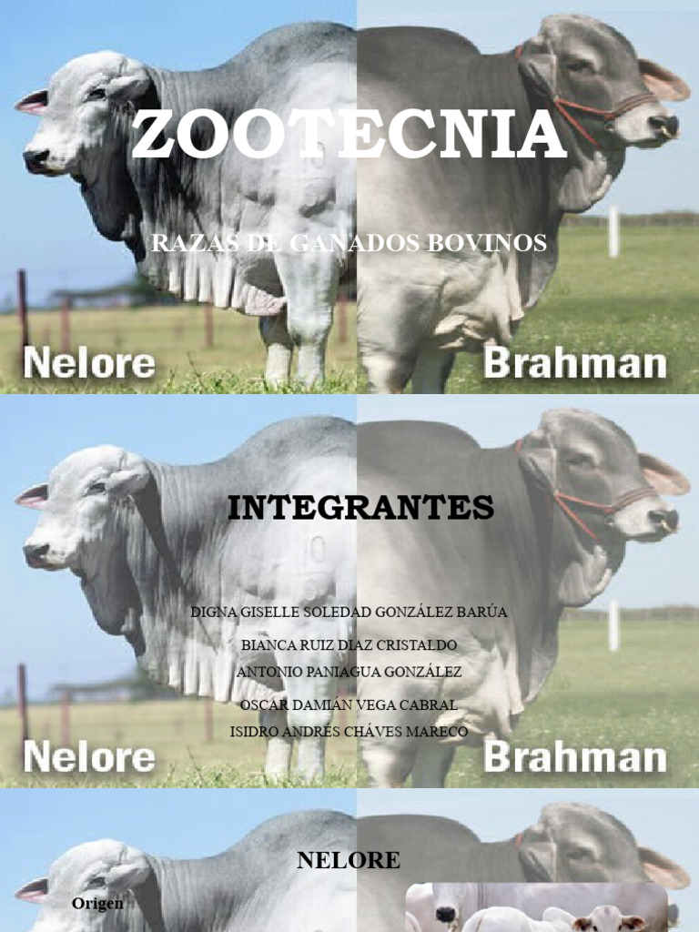 Zootecnia (Brahman y Nelor) | Descargar gratis PDF | Vacas | Zoología