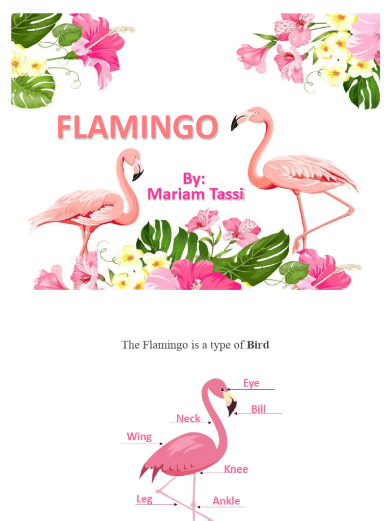 Flamingo | PDF | Language Arts & Discipline | Home & Garden