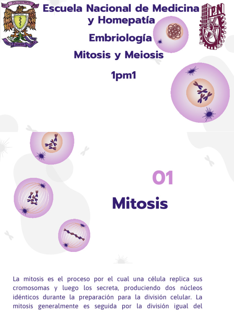 Mitosis y Meiosis | Descargar gratis PDF | Mitosis | Microtúbulos