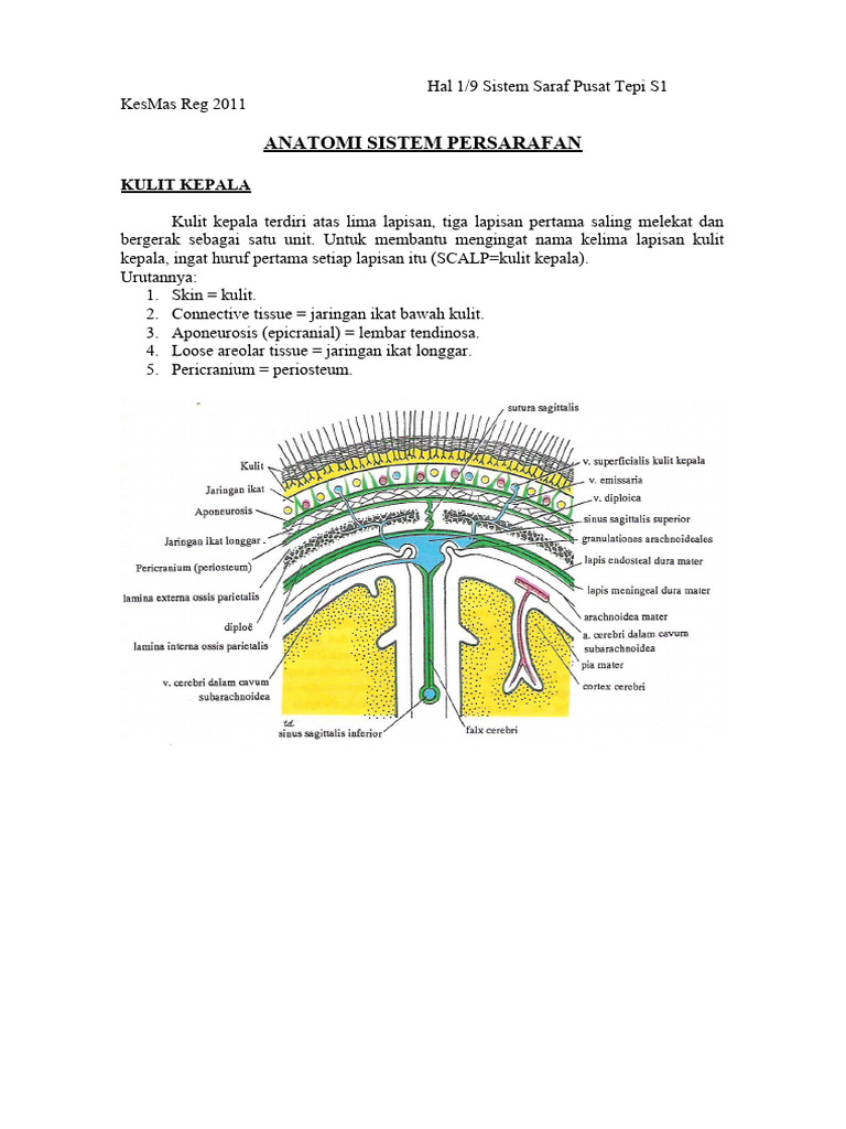 ANATOMI_SISTEM_PERSARAFAN | PDF