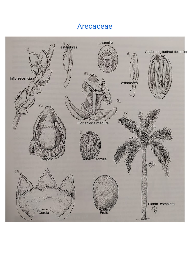 Arecaceae | PDF
