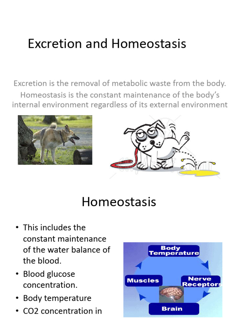 Excretion and Homeostasis Overview | PDF | Kidney | Organ (Anatomy)
