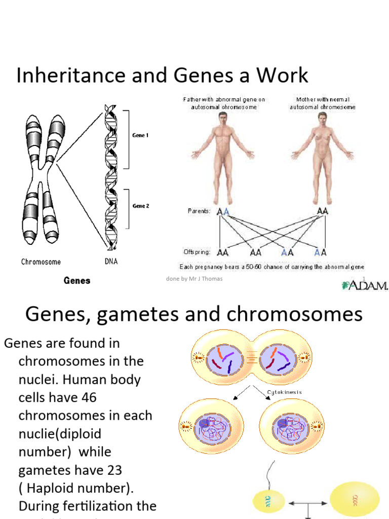 Genetics and Inheritance Guide | PDF | Dominance (Genetics) | Allele