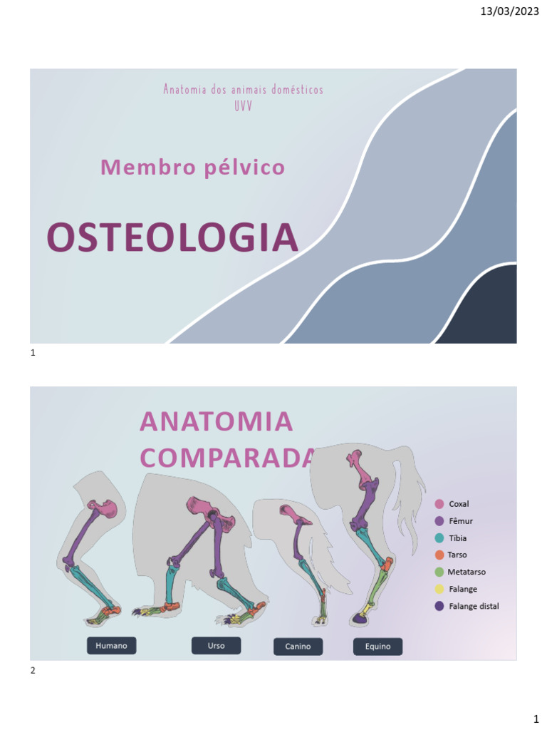 osteologia membro pélvico | PDF | Anatomia humana | Anatomia
