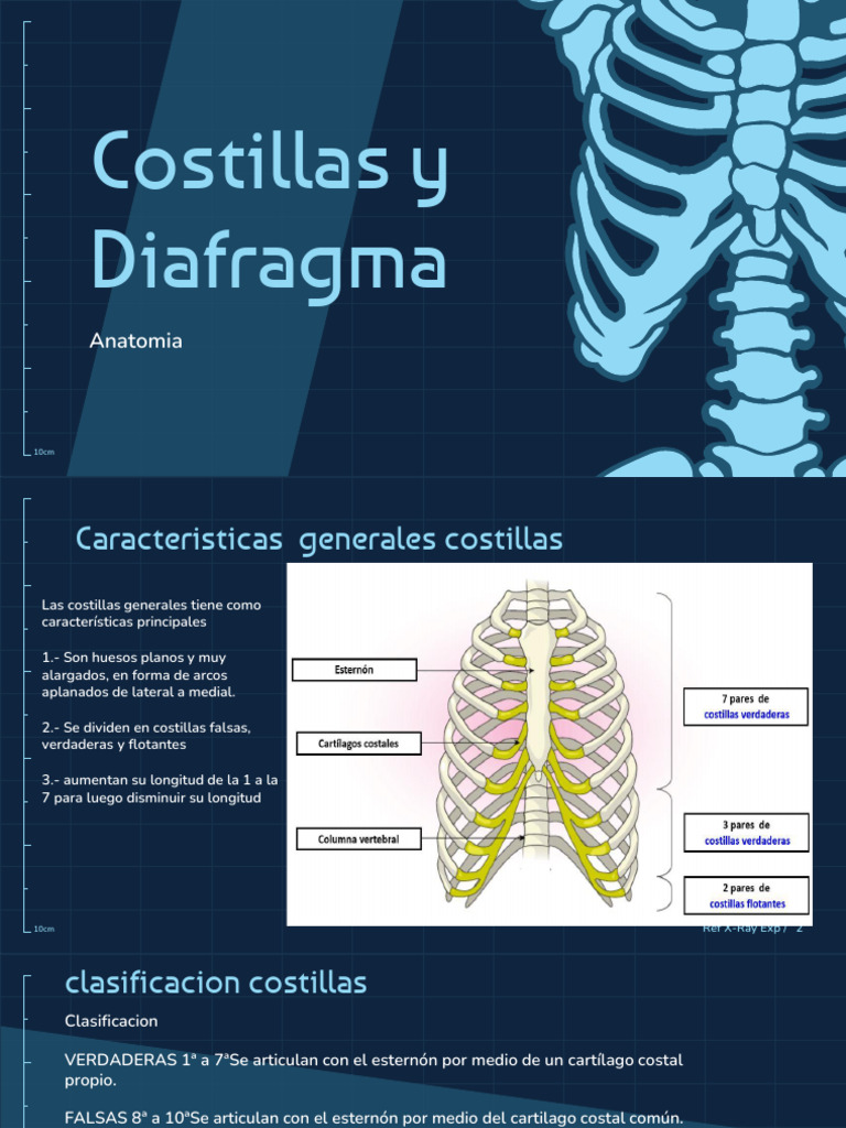 Anatomía de Costillas y Diafragma | PDF | Sistema esquelético | Sistema ...