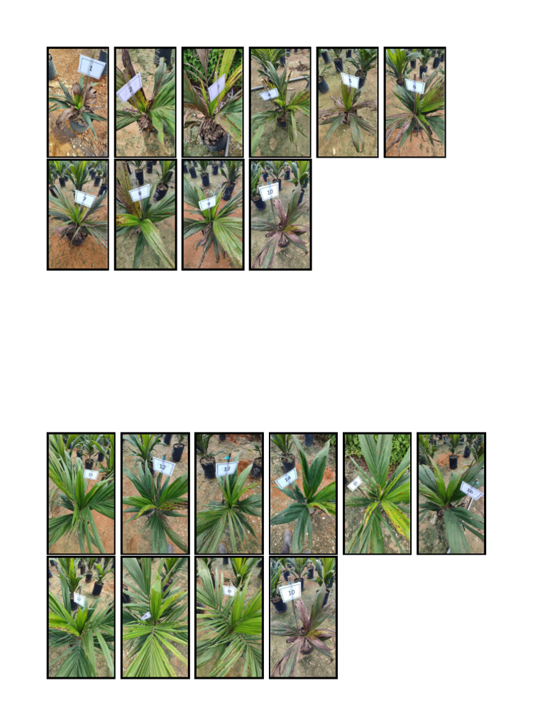 SAMPLE BAJA DAN PALLET | PDF