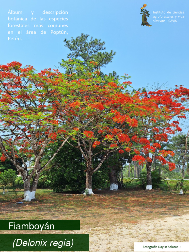 Características del Flamboyán (Delonix regia) | PDF | Morfología ...