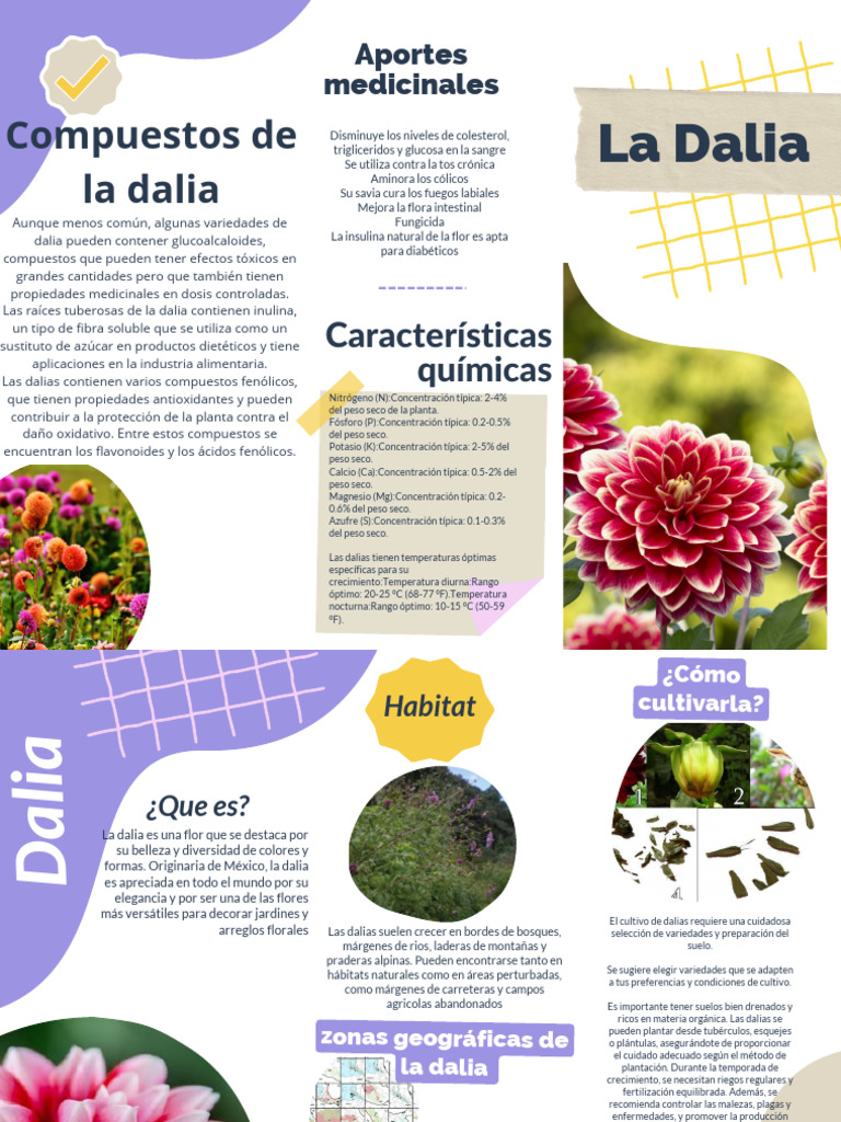 Tríptico sobre el crecimiento de la dalia Creativo Morado y Amarillo | PDF | Agricultura | Los ...