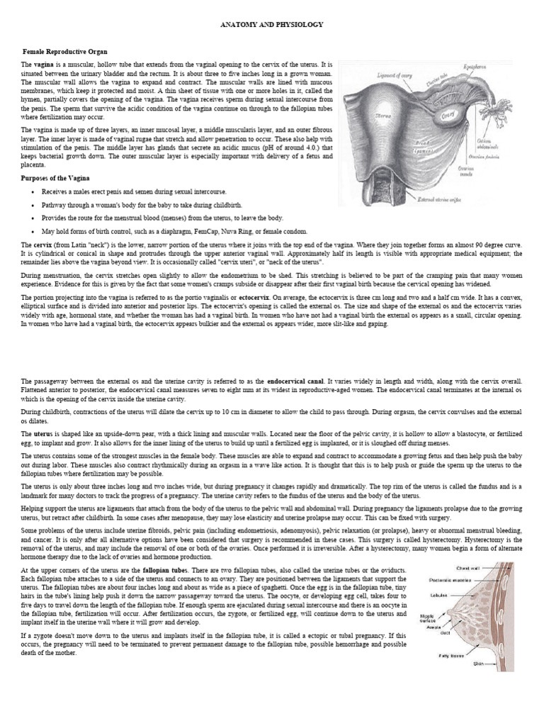 ANATOMY AND PHYSIOLOGY | PDF | Uterus | Vagina